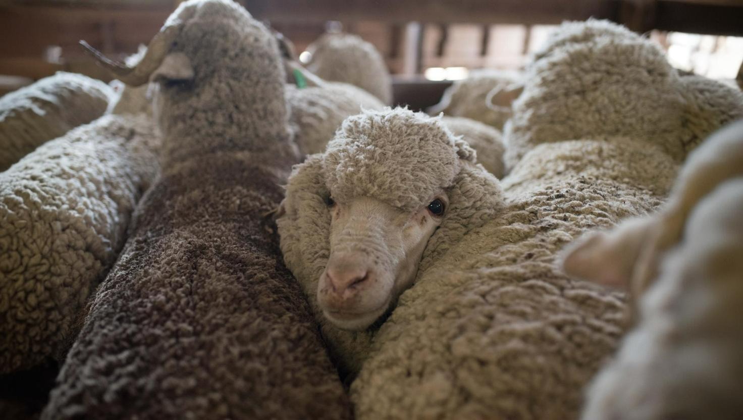 Panduan Lengkap Mengenal Wool: Jenis, Manfaat, dan Kontroversinya