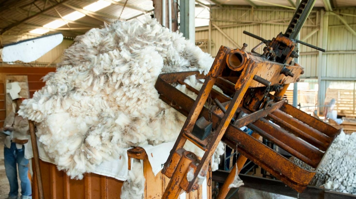 Panduan Lengkap Mengenal Wool: Jenis, Manfaat, dan Kontroversinya
