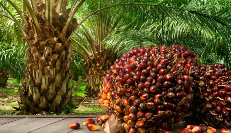 Inovasi Lilin Batik Dari Kelapa Sawit, Murah dan Ramah Lingkungan!