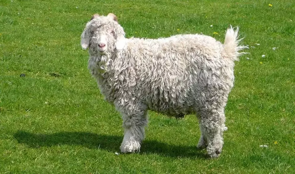 9 Hewan Penghasil Serat Wol, Ternyata Bukan Hanya Domba!