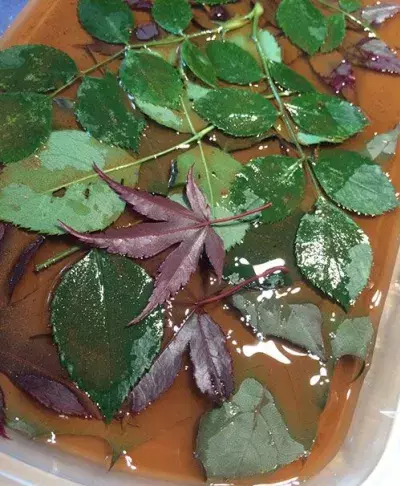 3 Macam Teknik Eco Printing